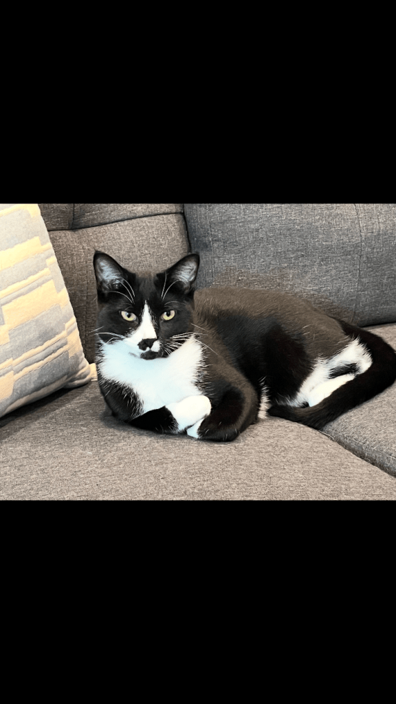 Meet our adoptable cats… – Flopsy's Friends Foundation